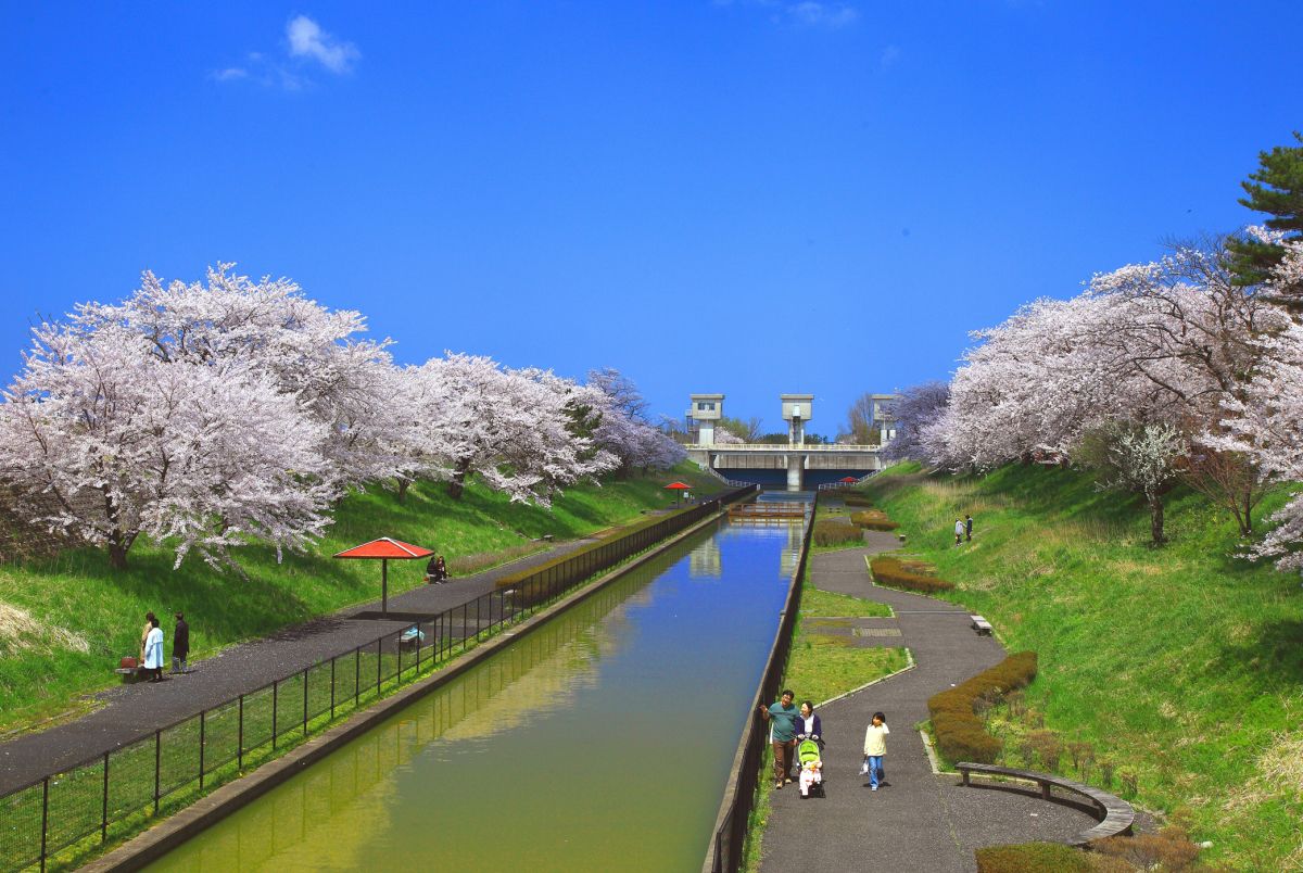桜遊歩道公園｜新潟の観光スポット｜【公式】新潟県のおすすめ観光・旅行情報！にいがた観光ナビ