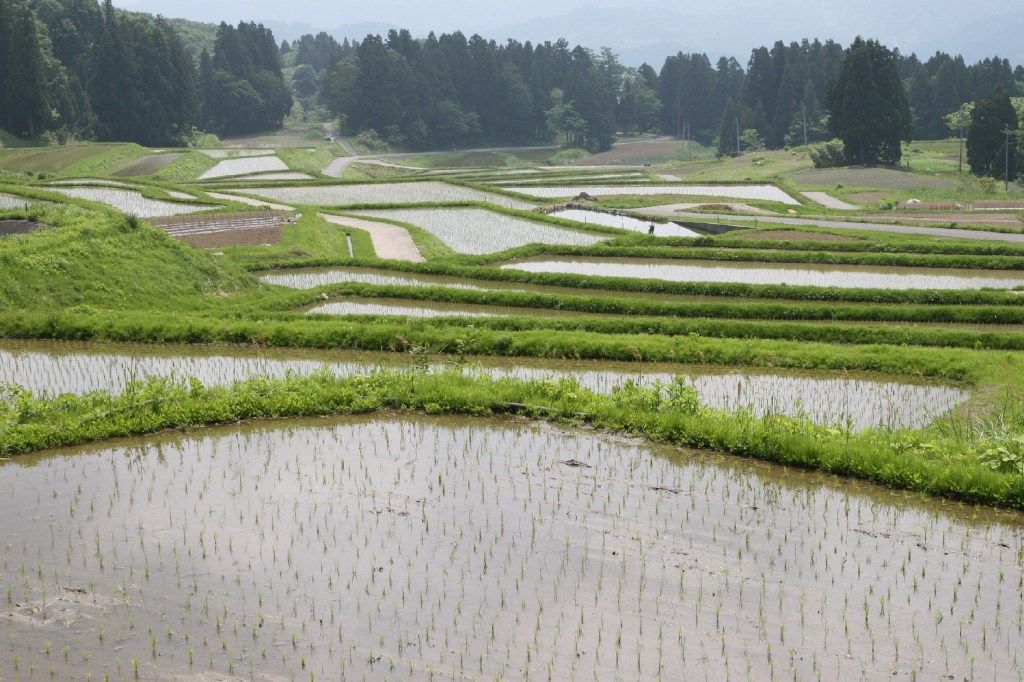 梨ノ木田の棚田｜新潟の観光スポット｜【公式】新潟県のおすすめ観光・旅行情報！にいがた観光ナビ